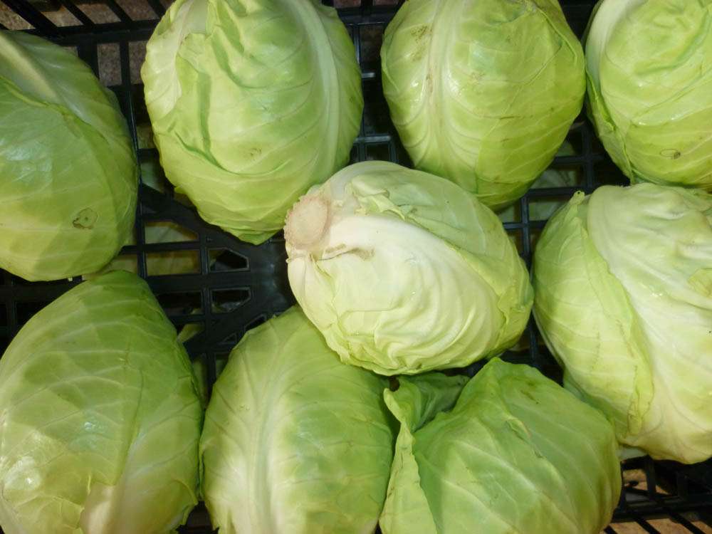 Spitzkraut | Sandner Früchte Online