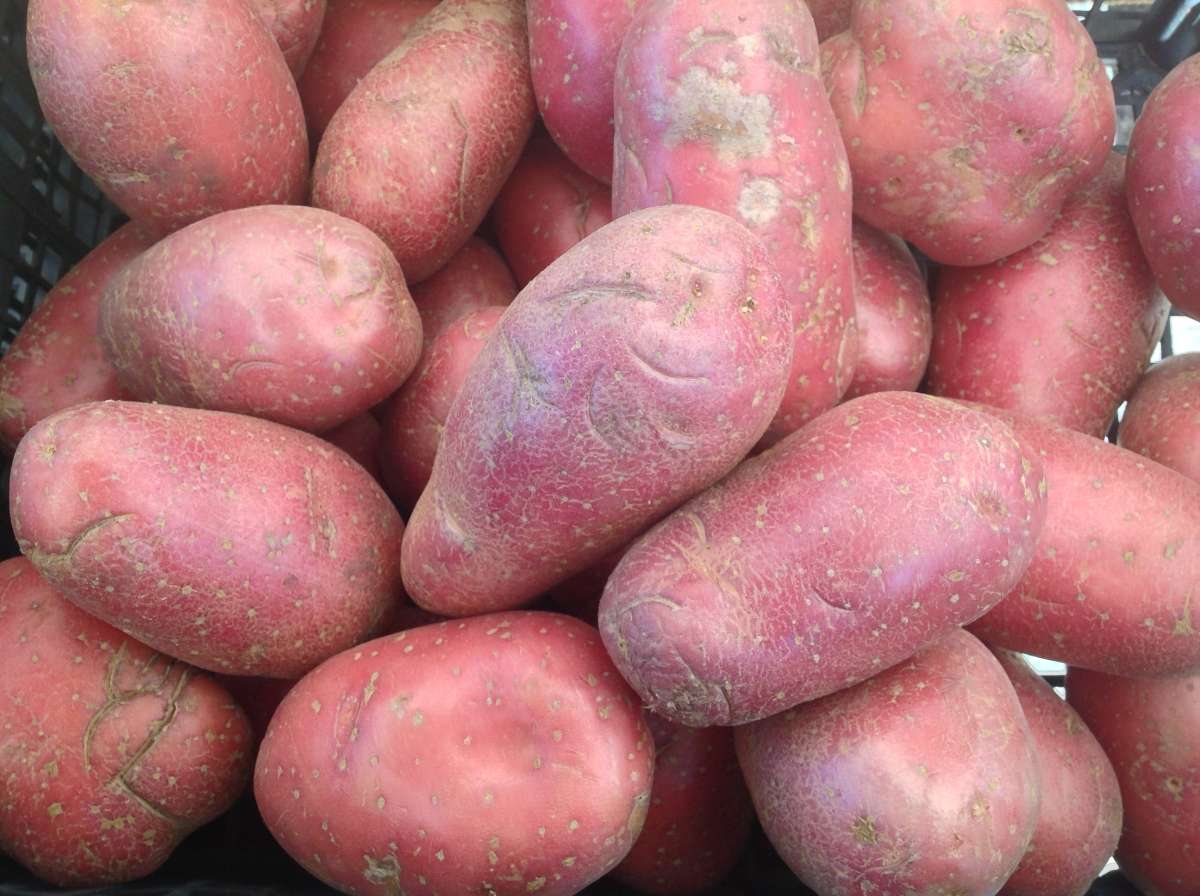 Fruchte Der Kartoffel