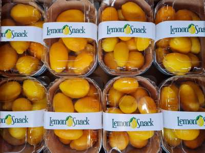 Amalfizitronen die Königin der Zitronen | Sandner Früchte Online