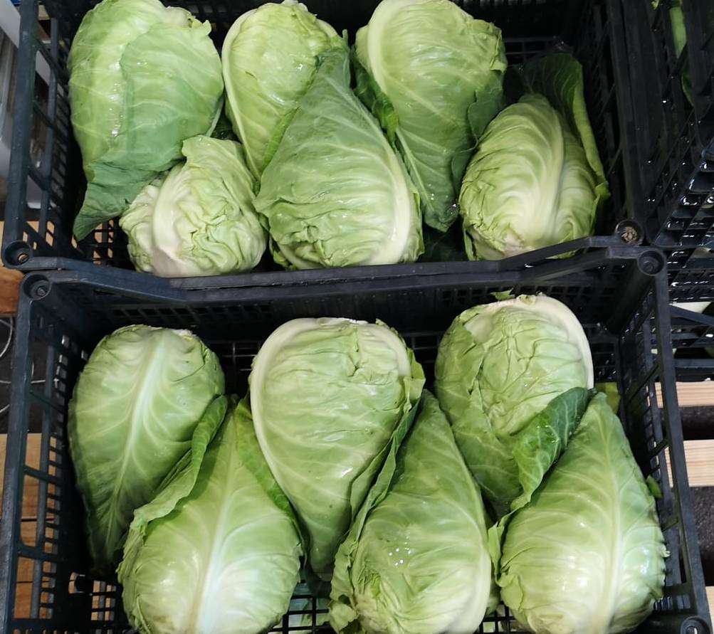 Spitzkraut | Sandner Früchte Online